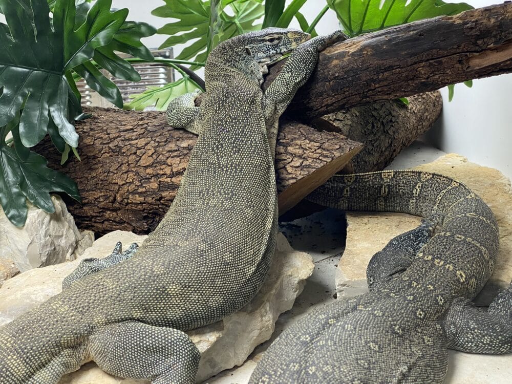 Le Parc animalier Reptiland | Tourisme dans le Lot